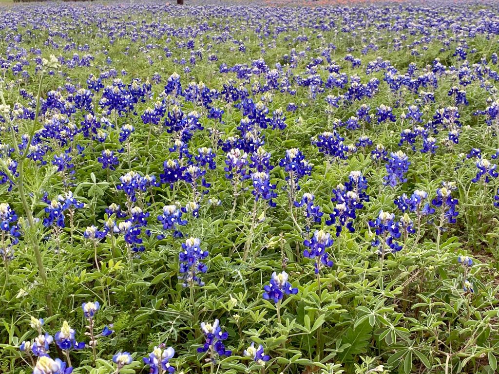 Texas Wildflowers: Pretty with Purpose - GVEC