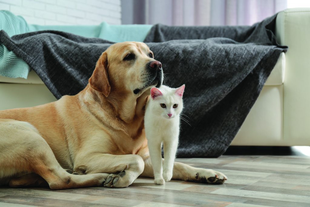 Pet Electrical Safety | Keeping Your Pets Safe From Electricity | GVEC