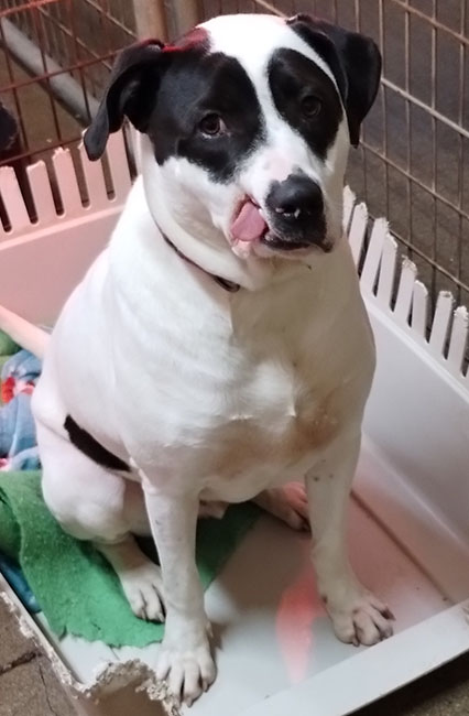 GVEC Supports South Central Animal Shelters | Delivering More